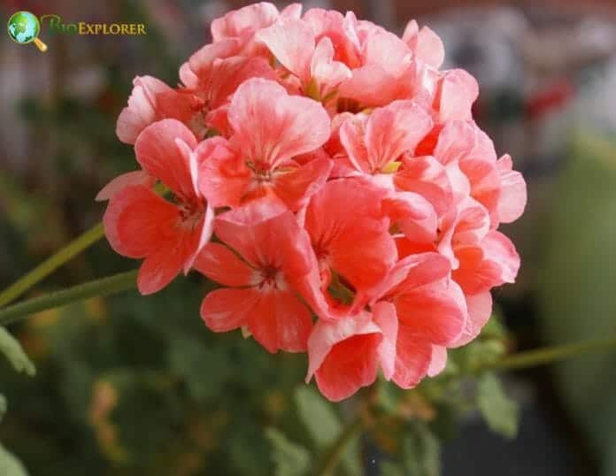Order Geraniales Characteristics | Geranium Flowers | BioExplorer.net