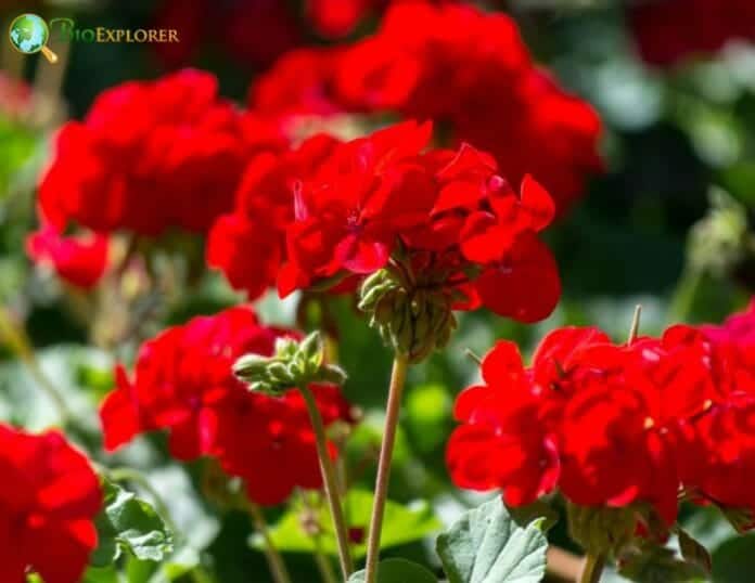 Order Geraniales Characteristics | Geranium Flowers | BioExplorer.net