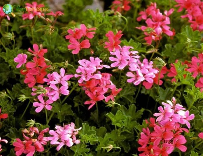 Order Geraniales Characteristics | Geranium Flowers | BioExplorer.net