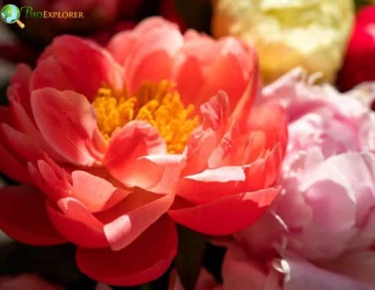 November Birth Flowers | Chrysanthemum and Peony | Symbolism and Meaning