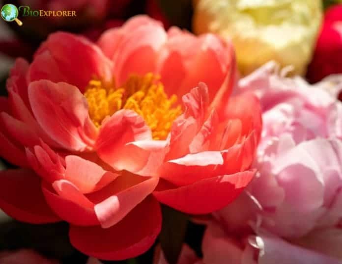 November Birth Flowers | Chrysanthemum and Peony | Symbolism and Meaning