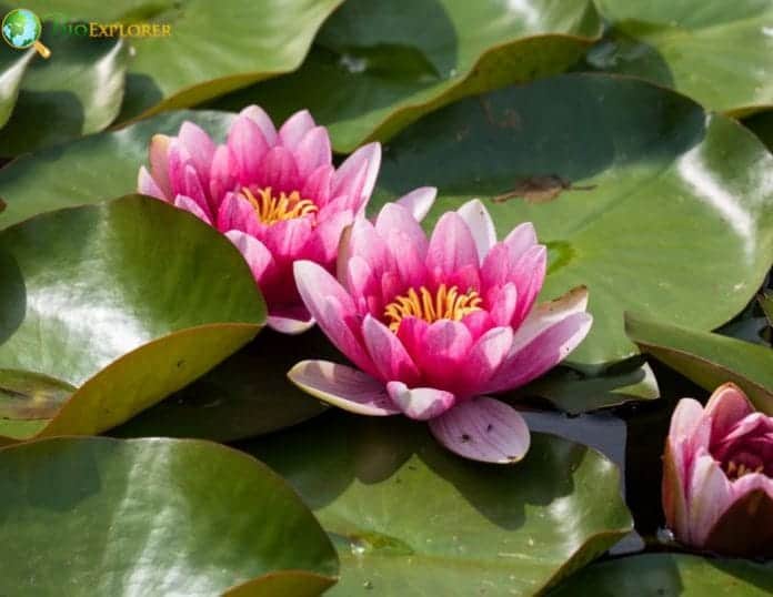 July Birth Flowers | Larkspur and Water Lily | Symbolism and Meaning