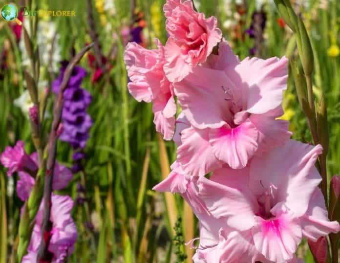 August Birth Flowers | Gladiolus and Poppy | Symbolism & Meaning