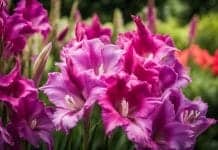 August Birth Flowers | Gladiolus and Poppy | Symbolism & Meaning
