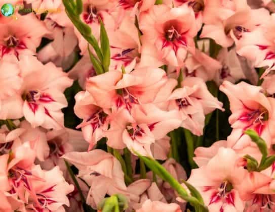 August Birth Flowers | Gladiolus and Poppy | Symbolism & Meaning