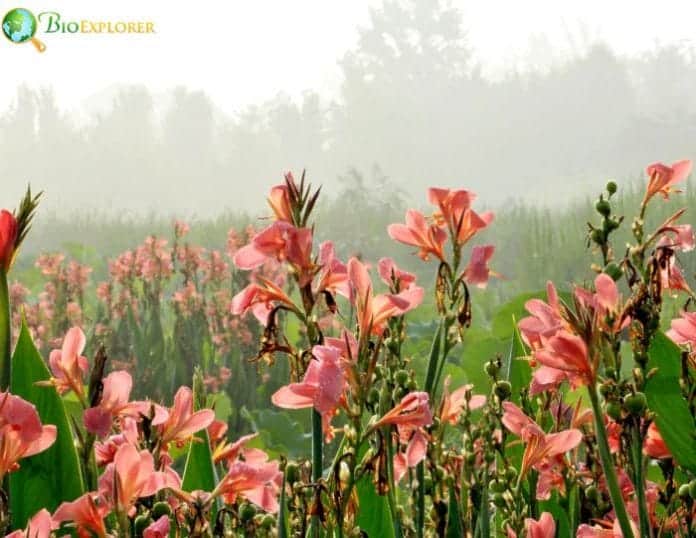 August Birth Flowers | Gladiolus and Poppy | Symbolism & Meaning
