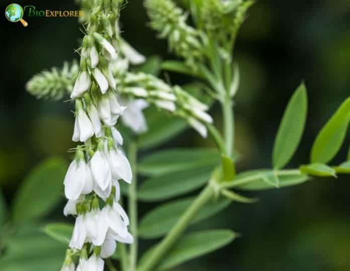 Goat's rue Flower | Galega officinalis | French Lilac | BioExplorer.net