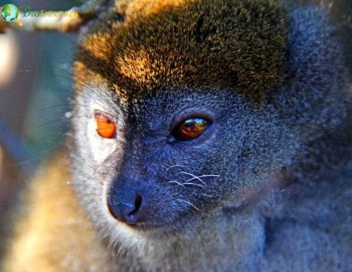 Golden Bamboo Lemur | Hapalemur Aureus | Diet | Fun Facts | Pictures
