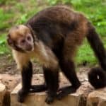 Golden-Bellied Capuchin Characteristics | Sapajus Xanthosternos Diet ...