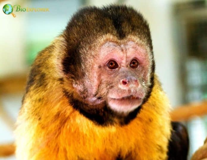 Golden-Bellied Capuchin Characteristics | Sapajus Xanthosternos Diet ...