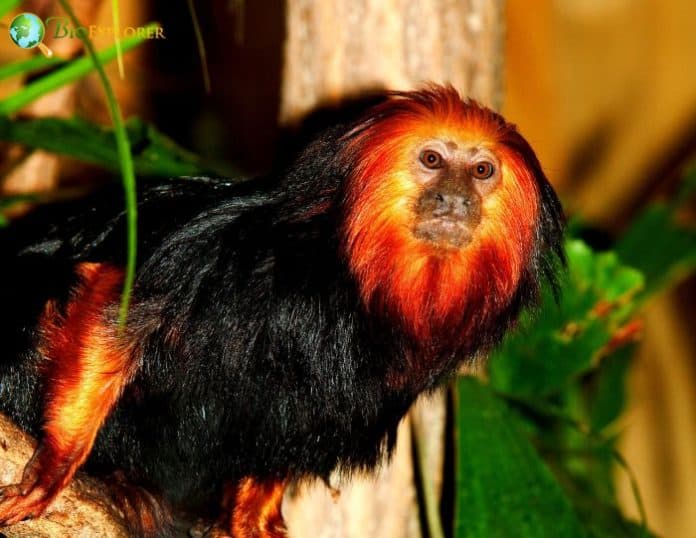 Golden-Headed Lion Tamarin Characteristics | Leontopithecus Chrysomelas ...