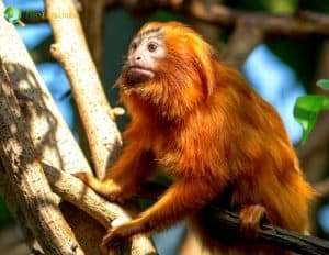 Golden Lion Tamarin Characteristics | Leontopithecus Rosalia Diet & Facts
