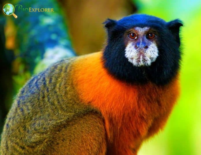 Golden-Mantled Tamarin Characteristics | Leontocebus Tripartitus Facts ...