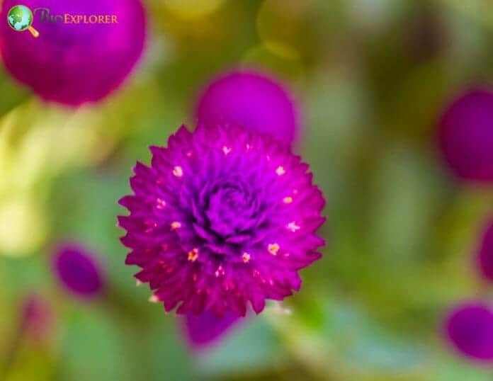Globe Amaranth Flower | Gomphrena globosa | Hoova | Makhmali