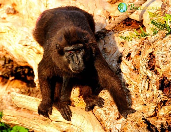 Gorontalo Macaque Characteristics | Macaca Nigrescens Facts | BioExplorer