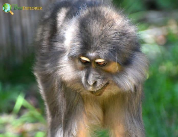 Gray-Cheeked Mangabey Characteristics | Lophocebus Albigena Diet & Facts