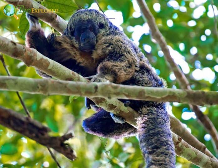 Gray's Bald-Faced Saki Characteristics | Pithecia Irrorata Facts | BioExplorer