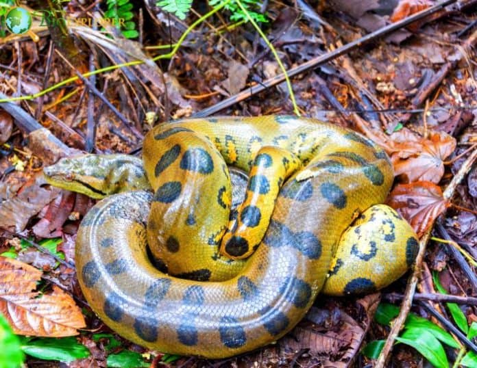 What Animals Live In Rainforests? | Explore Top 27 Rainforest Animals