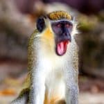 Green Monkey Characteristics | Chlorocebus Sabaeus Diet & Facts