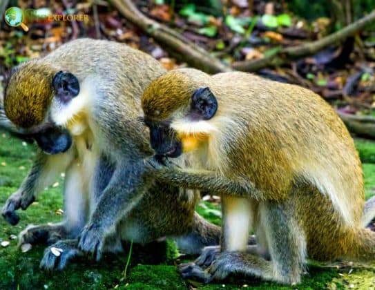 Green Monkey Characteristics | Chlorocebus Sabaeus Diet & Facts