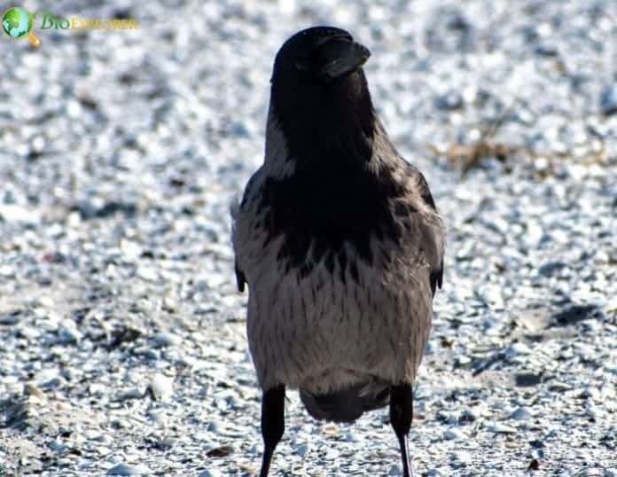 43 Types of Crows | All Corvus Species | Corvidae Family Birds