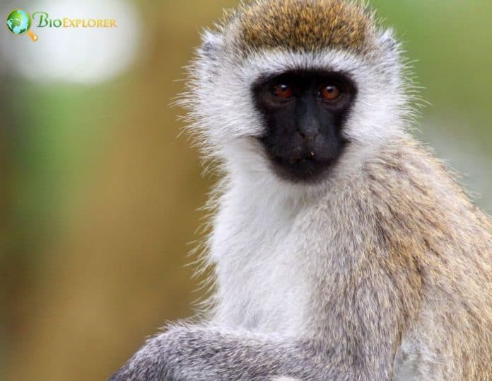 Grivet Monkey Characteristics | Chlorocebus Aethiops Diet & Facts