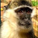 Grivet Monkey Characteristics | Chlorocebus Aethiops Diet & Facts