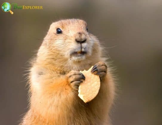 What Do Groundhogs Eat? | Surprising Diets of Groundhogs | BioExplorer