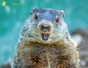 What Do Groundhogs Eat? | Surprising Diets of Groundhogs | BioExplorer