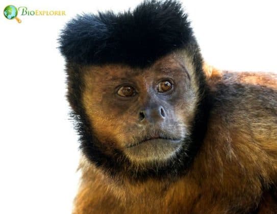 Guianan Brown Capuchin Characteristics | Sapajus Apella Diet & Facts