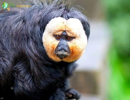 Guianan Saki Characteristics | Pithecia Pithecia Facts | BioExplorer