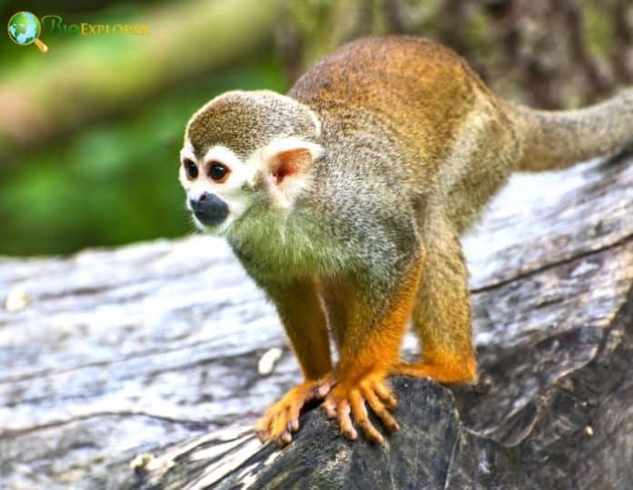 Guianan squirrel monkey Characteristics | Saimiri sciureus Diet & Facts