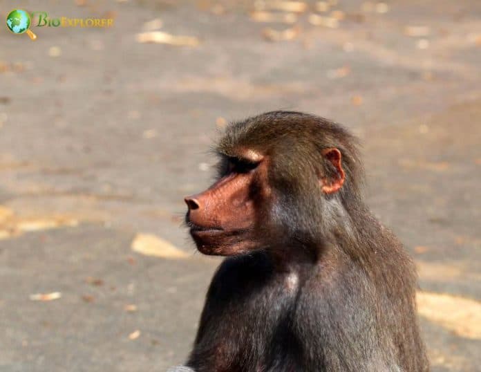 Hamadryas Baboon Characteristics | Papio Hamadryas Diet & Facts