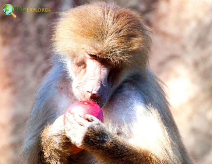 Hamadryas Baboon Characteristics | Papio Hamadryas Diet & Facts