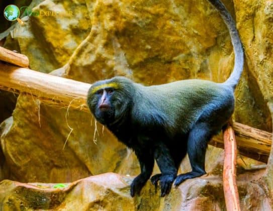 Hamlyn's Monkey Characteristics | Cercopithecus Hamlyni Diet & Facts