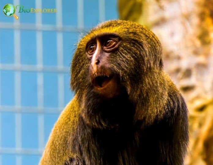 Hamlyn's Monkey Characteristics | Cercopithecus Hamlyni Diet & Facts