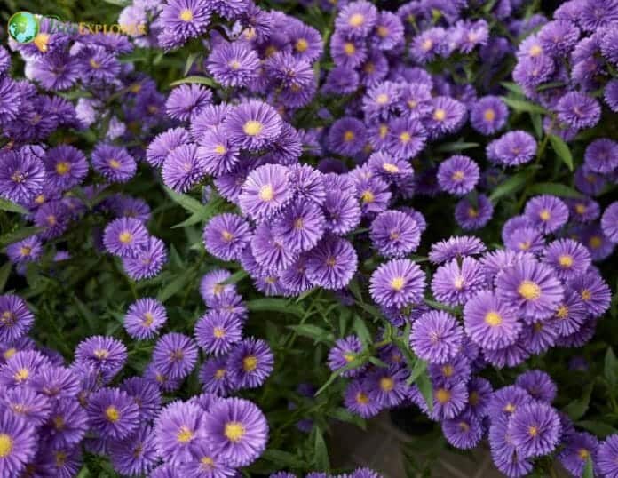 Monte Cassino Flower | Dense-flowered Aster | BioExplorer.net
