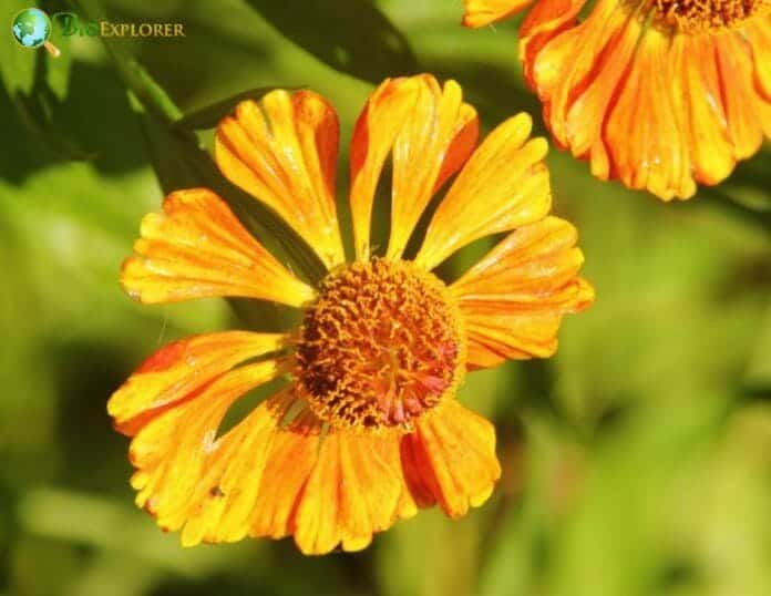 Helenium Flower | Yellow Star | Helen's Flower | Sneezeweed | BioExplorer