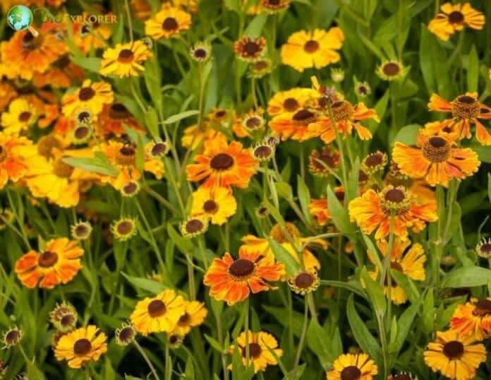 Helenium Flower | Yellow Star | Helen's Flower | Sneezeweed | BioExplorer