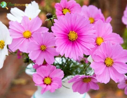 October Birth Flowers | Marigold and Cosmos Flower | Meaning & Symbolism