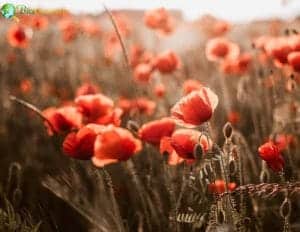 August Birth Flowers | Gladiolus and Poppy | Symbolism & Meaning