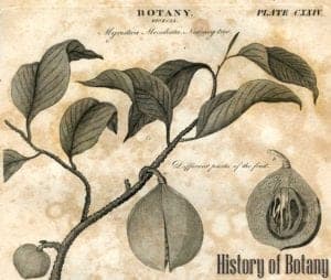 History of Botany | Complete Timeline | BioExplorer.net