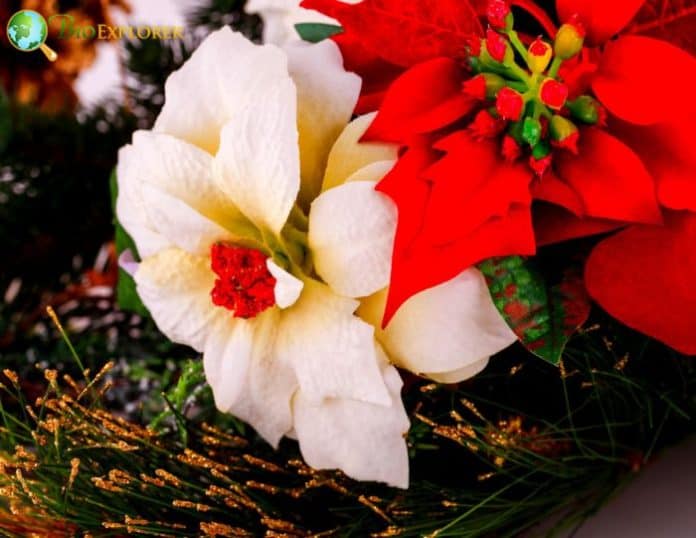 Holly Flowers | Top 21 Holly Flowers For Your Garden! | BioExplorer