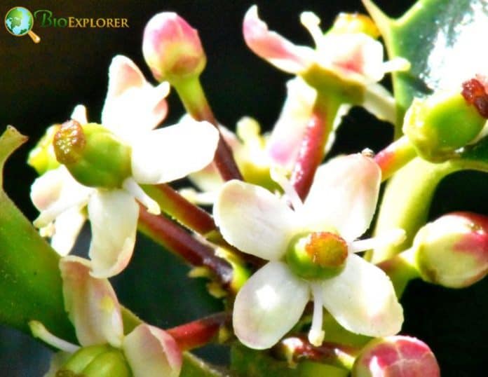 Holly Flowers | Top 21 Holly Flowers For Your Garden! | BioExplorer