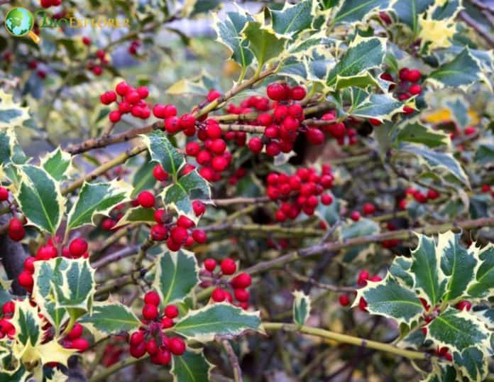 Holly Flowers | Top 21 Holly Flowers For Your Garden! | BioExplorer