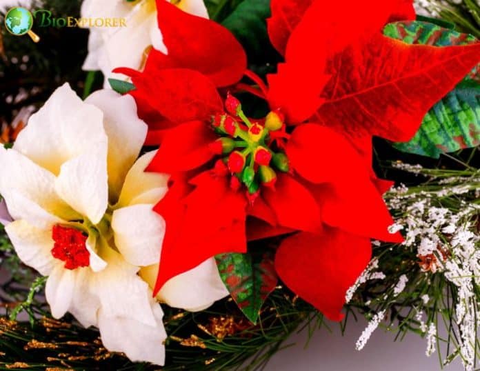 December Birth Flowers | Holly Flowers | Narcissus Flowers | BioExplorer