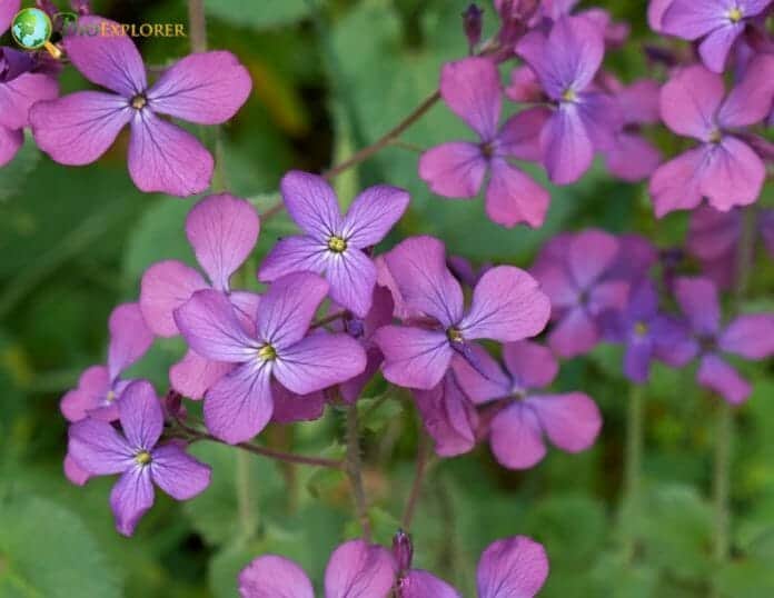 Honesty Flower | Lunaria annua | Moonwort | Dollar Plant | BioExplorer