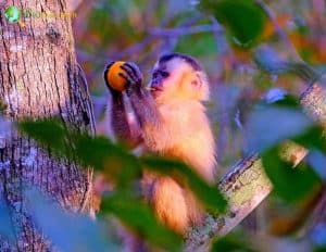 Hooded Capuchin Characteristics | Sapajus Cay Facts