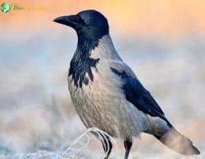 43 Types of Crows | All Corvus Species | Corvidae Family Birds