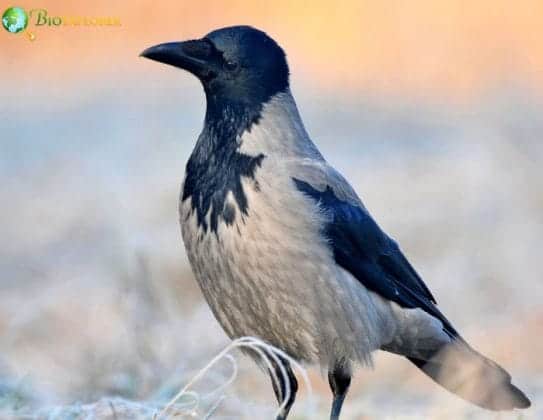 43 Types of Crows | All Corvus Species | Corvidae Family Birds